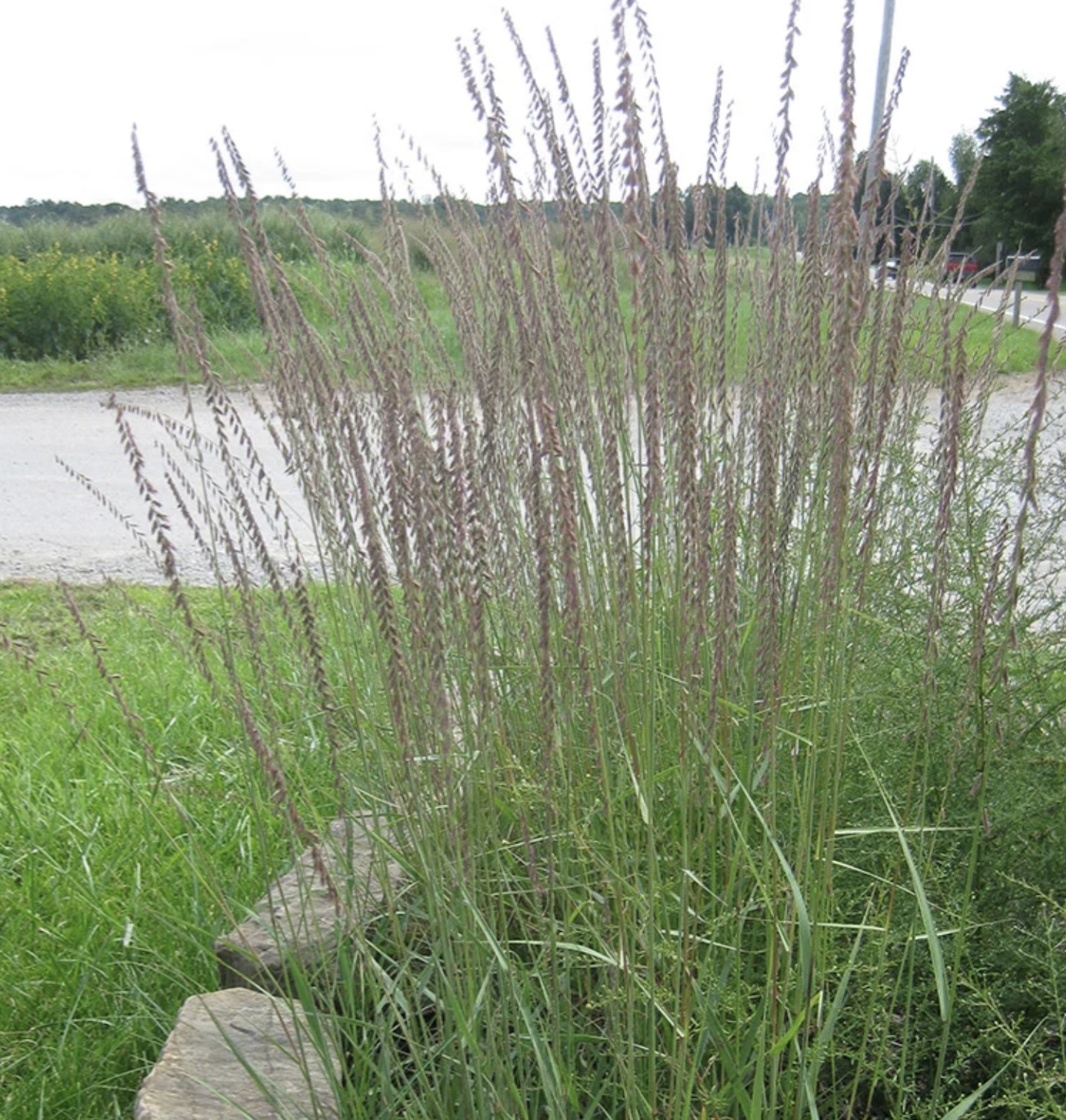 Colorado Native Plant Species Sheets - Wild Ones Front Range Chapter