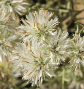 Colorado Native Plant Species Sheets - Wild Ones Front Range Chapter