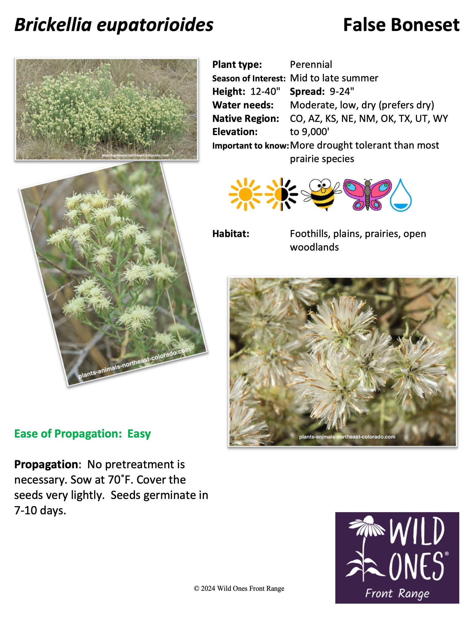 Brickellia eupatorioides (False Boneset) - Forb - Native Plant Species Sheet - Wild Ones Front ...