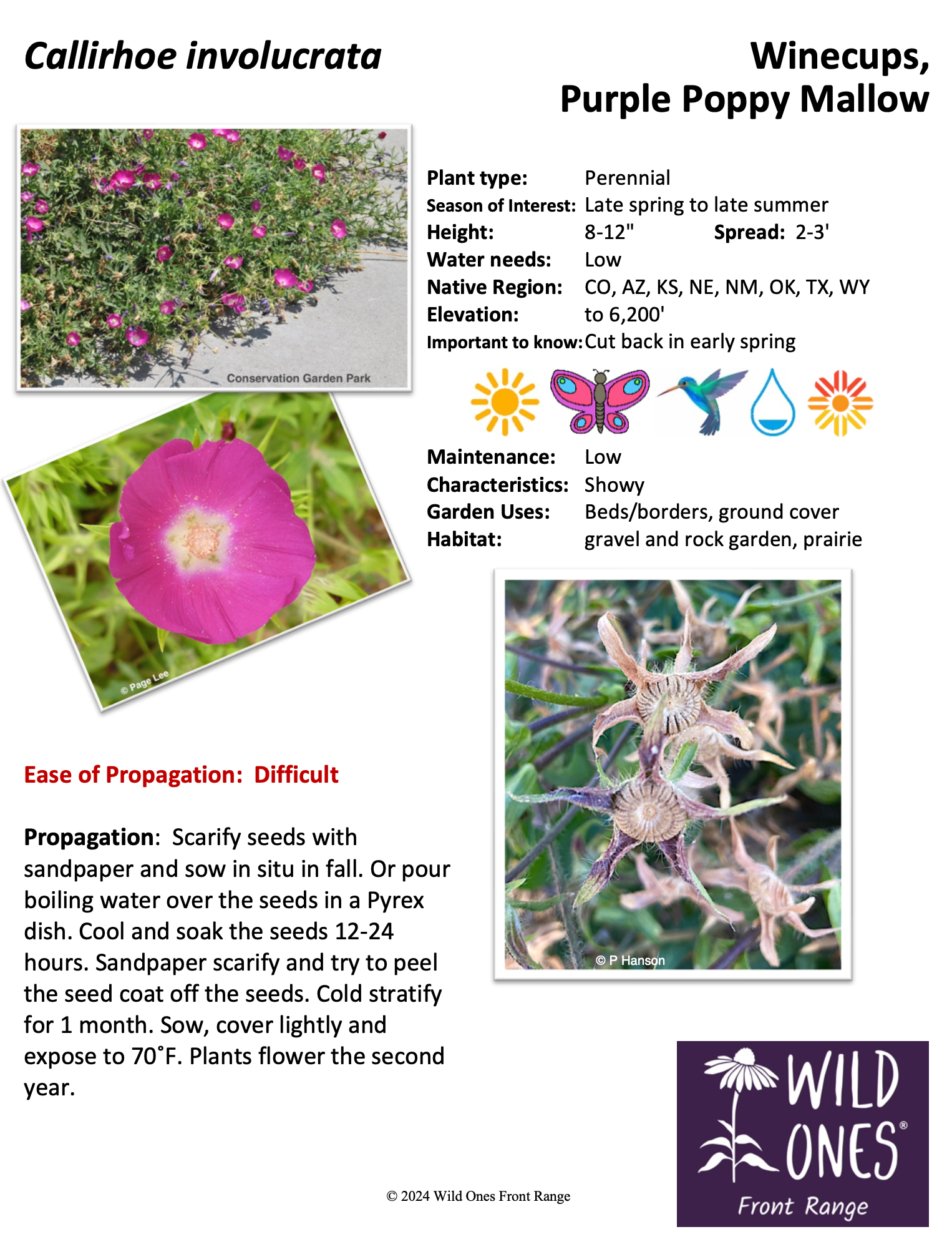 Callirhoe involucrata (Winecups, Purple Poppy Mallow) - Forb - Native ...