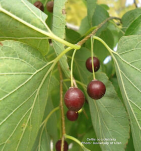 Colorado Native Plant Species Sheets - Wild Ones Front Range Chapter