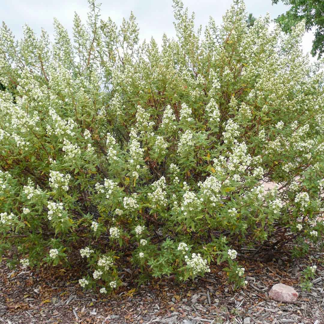 Colorado Native Plant Species Sheets - Wild Ones Front Range Chapter