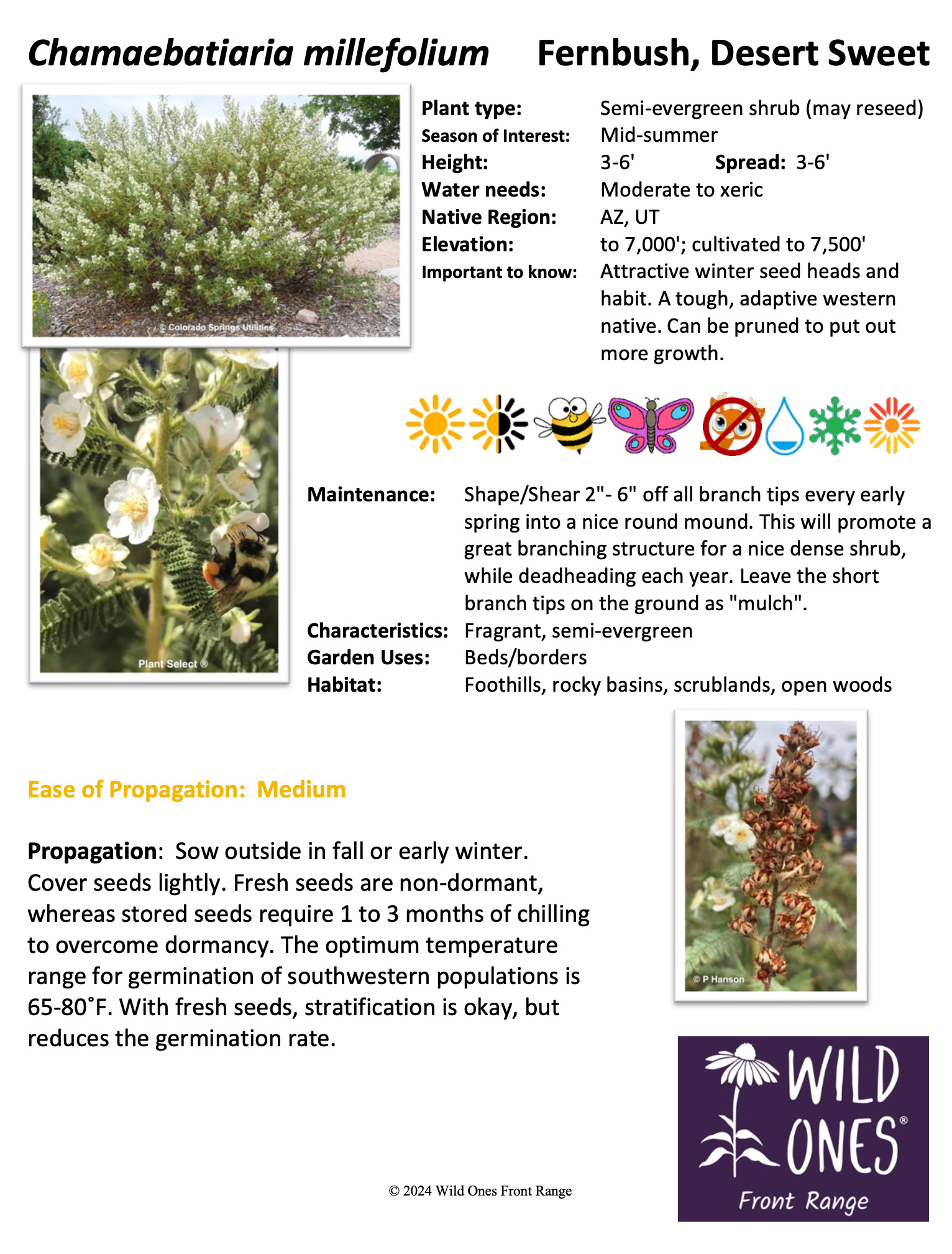 Chamaebatiaria millefolium (Fernbush, Desert Sweet) - Shrub - Native ...