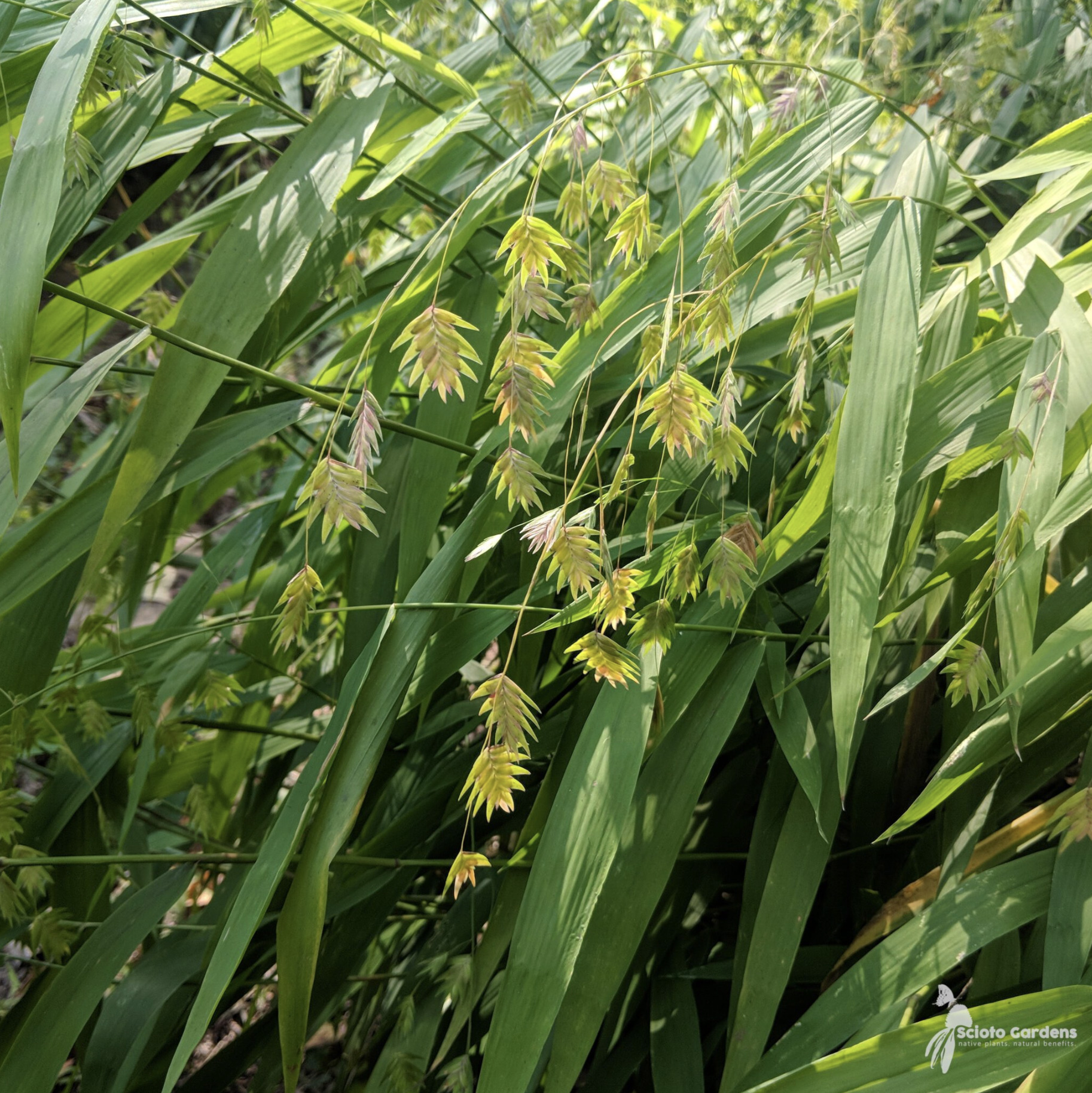 Colorado Native Plant Species Sheets - Wild Ones Front Range Chapter