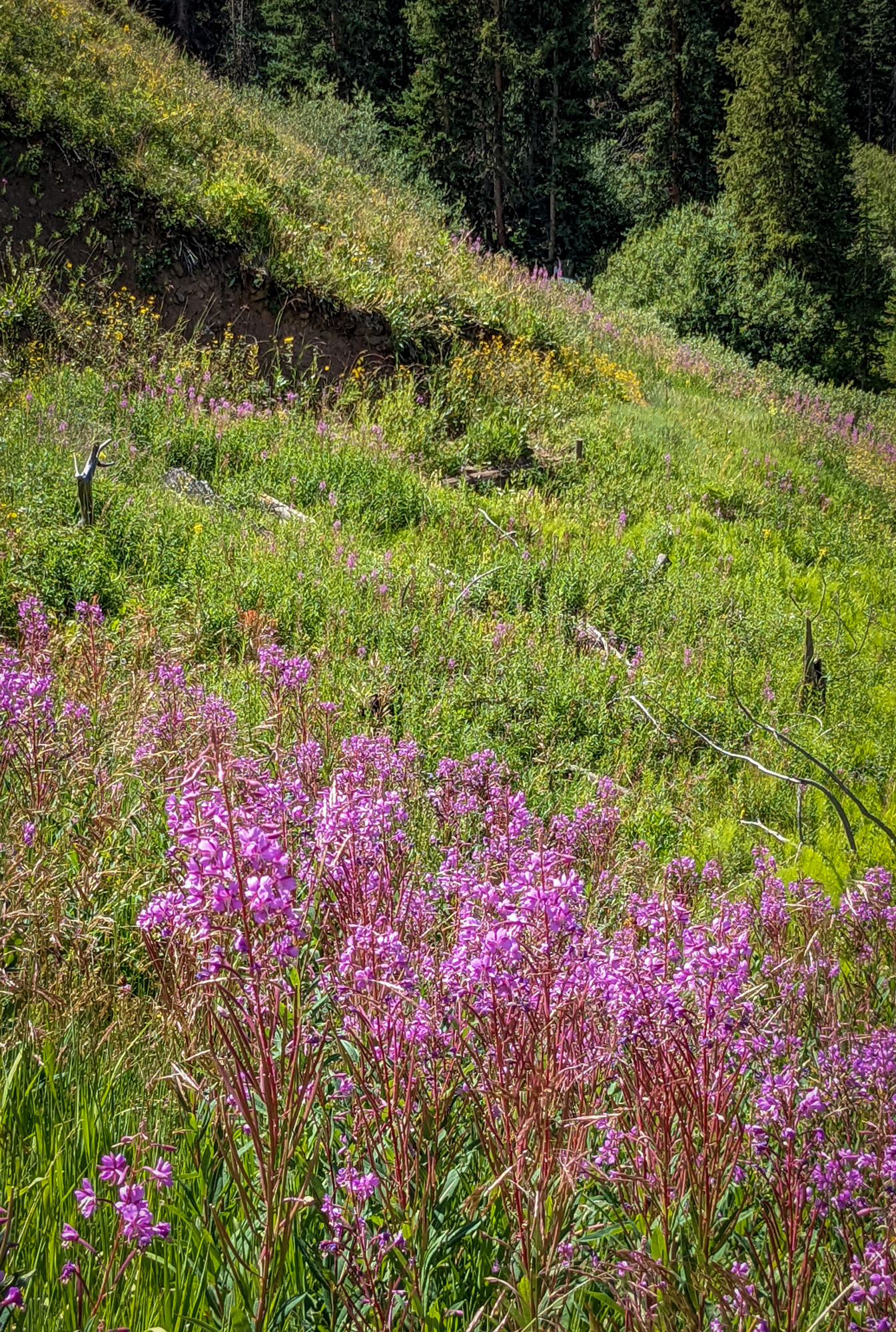 Colorado Native Plant Species Sheets - Wild Ones Front Range Chapter