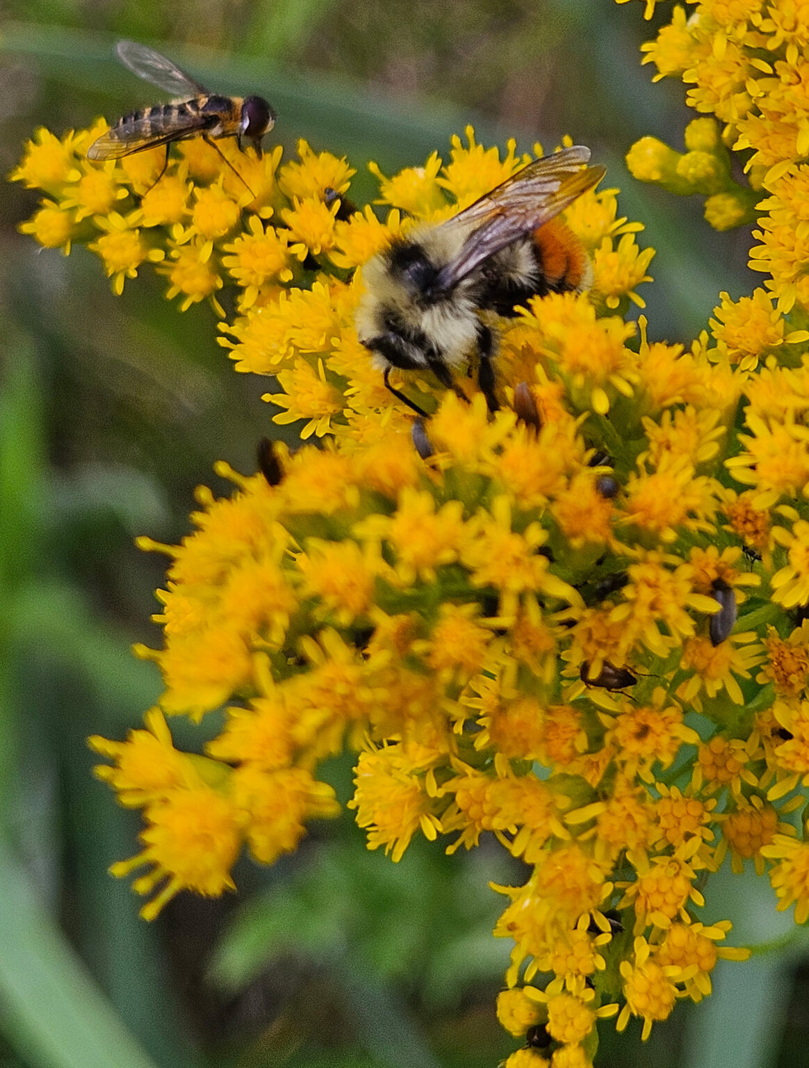 Native Plants Toolkit - Wild Ones Front Range Chapter