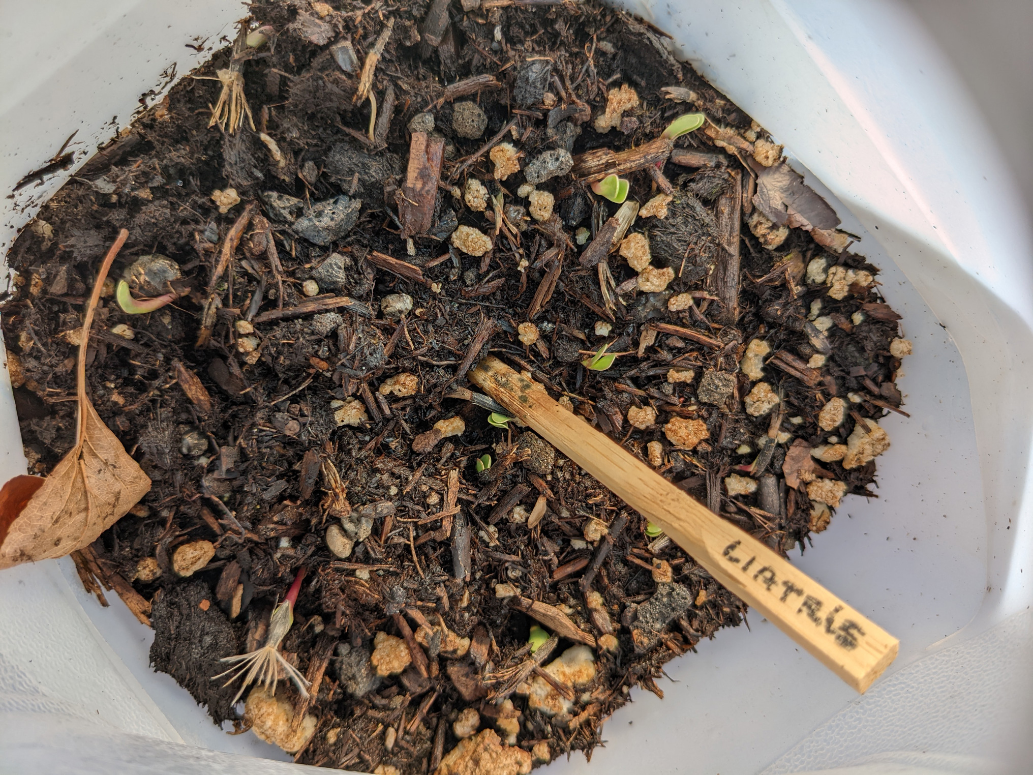 NATIVE PLANT SEED COLLECTION AND GERMINATION - Wild Ones Front Range ...