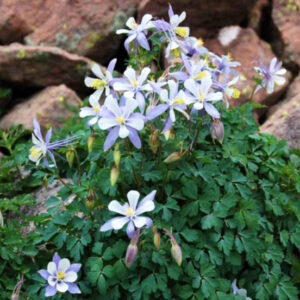 Colorado Native Plant Species Sheets - Wild Ones Front Range Chapter