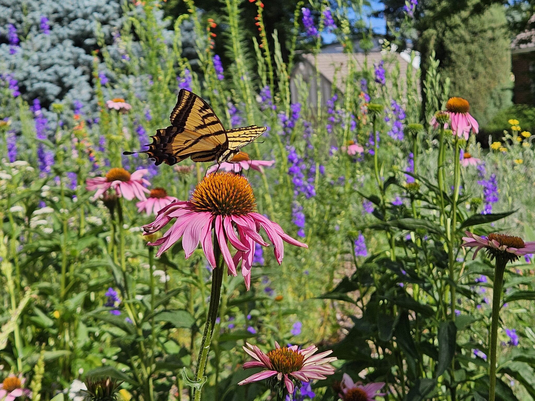 Native Plants Toolkit - Wild Ones Front Range Chapter