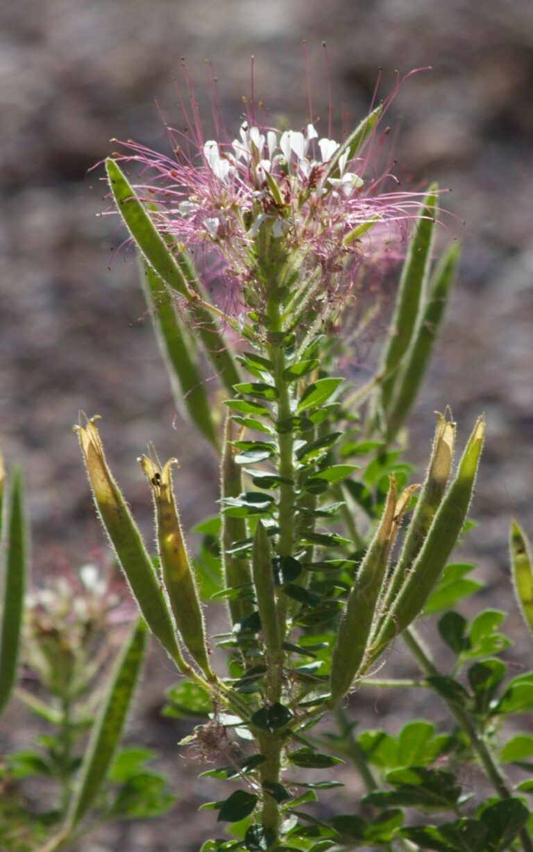 Colorado Native Plant Species Sheets - Wild Ones Front Range Chapter