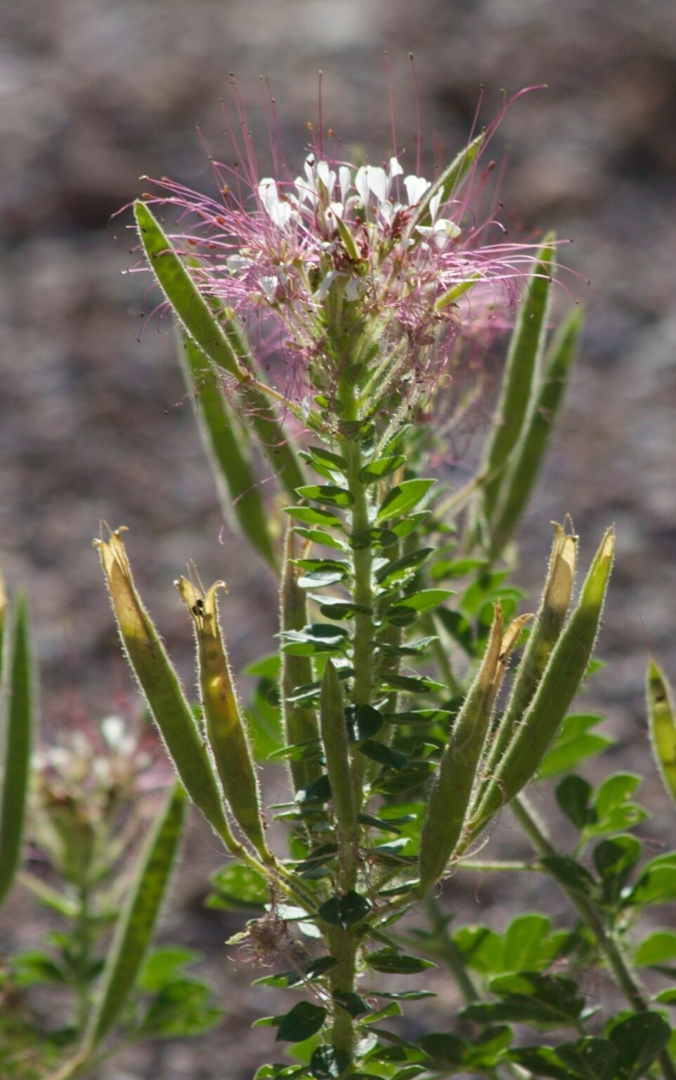 Colorado Native Plant Species Sheets - Wild Ones Front Range Chapter
