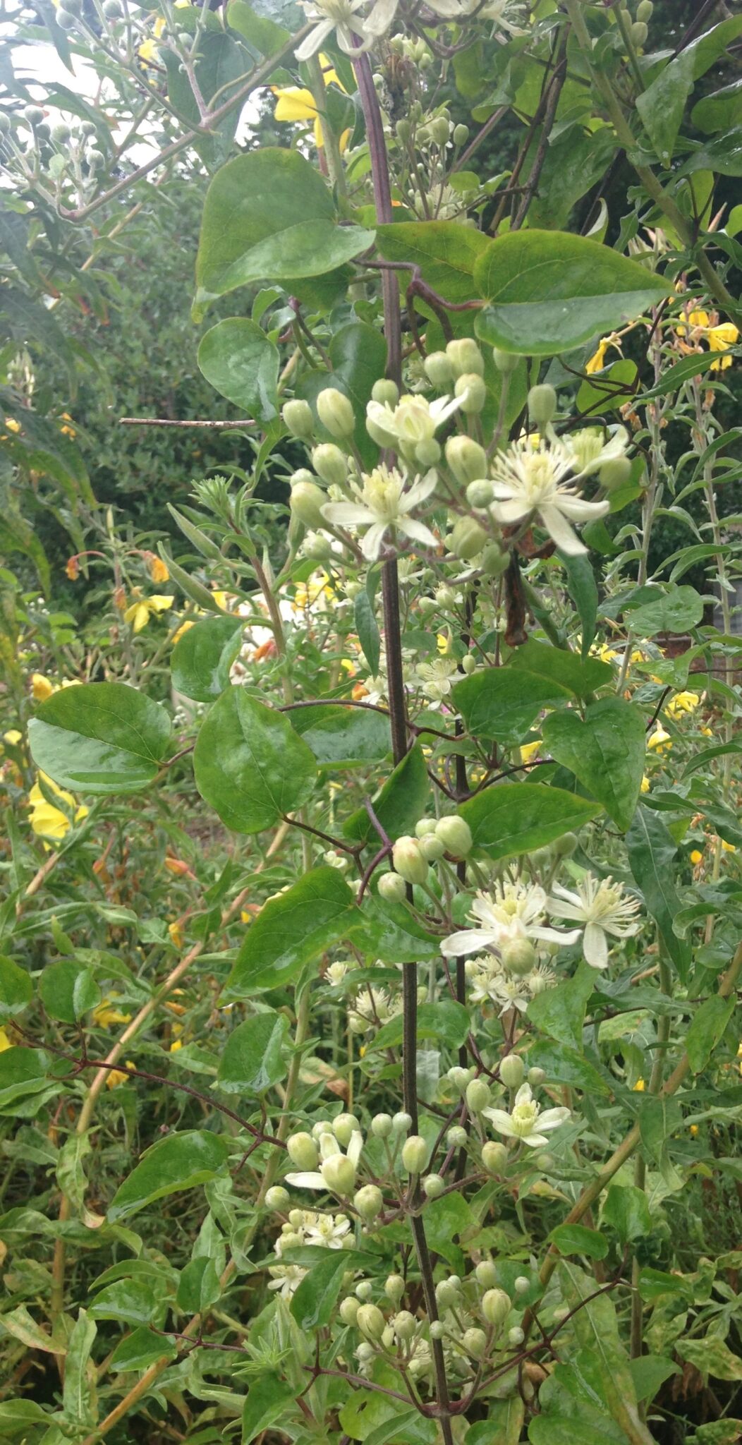 Colorado Native Plant Species Sheets - Wild Ones Front Range Chapter