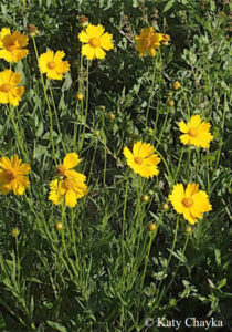 Colorado Native Plant Species Sheets - Wild Ones Front Range Chapter