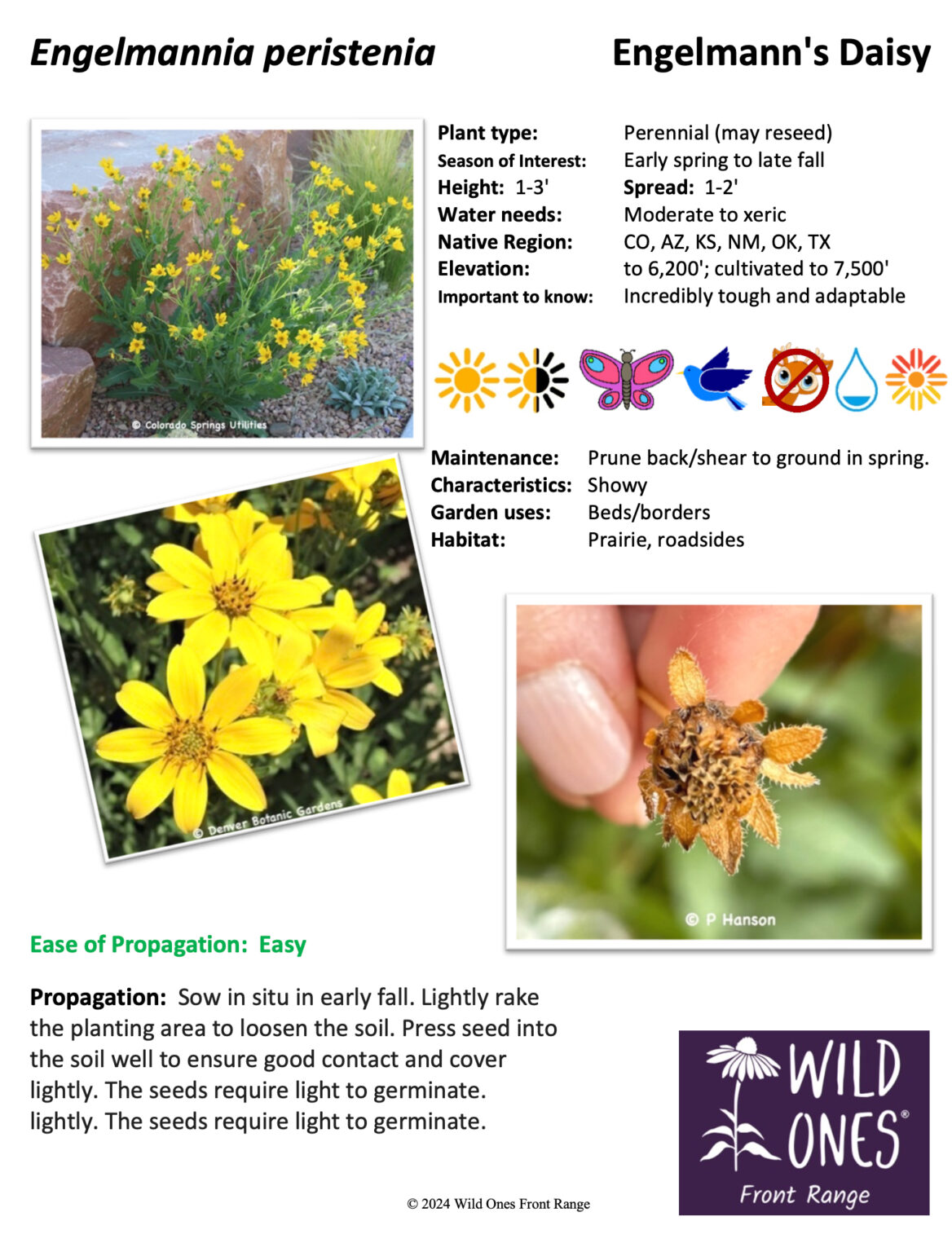 Engelmannia peristenia (Engelmann's Daisy) - Forb - Native Plant ...