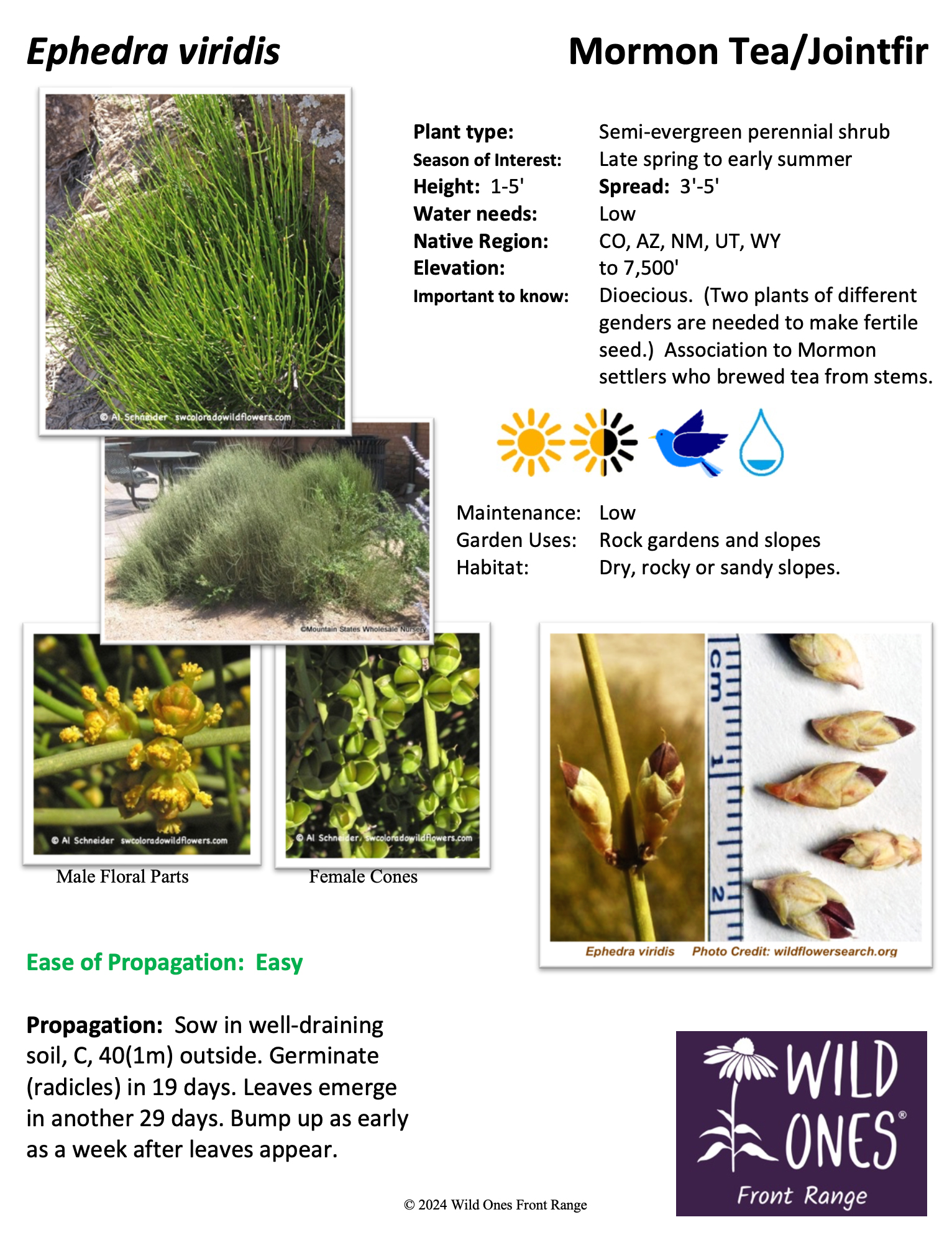 Ephedra viridis (Mormon Tea / Jointfir) - Shrub - Native Plant Species ...
