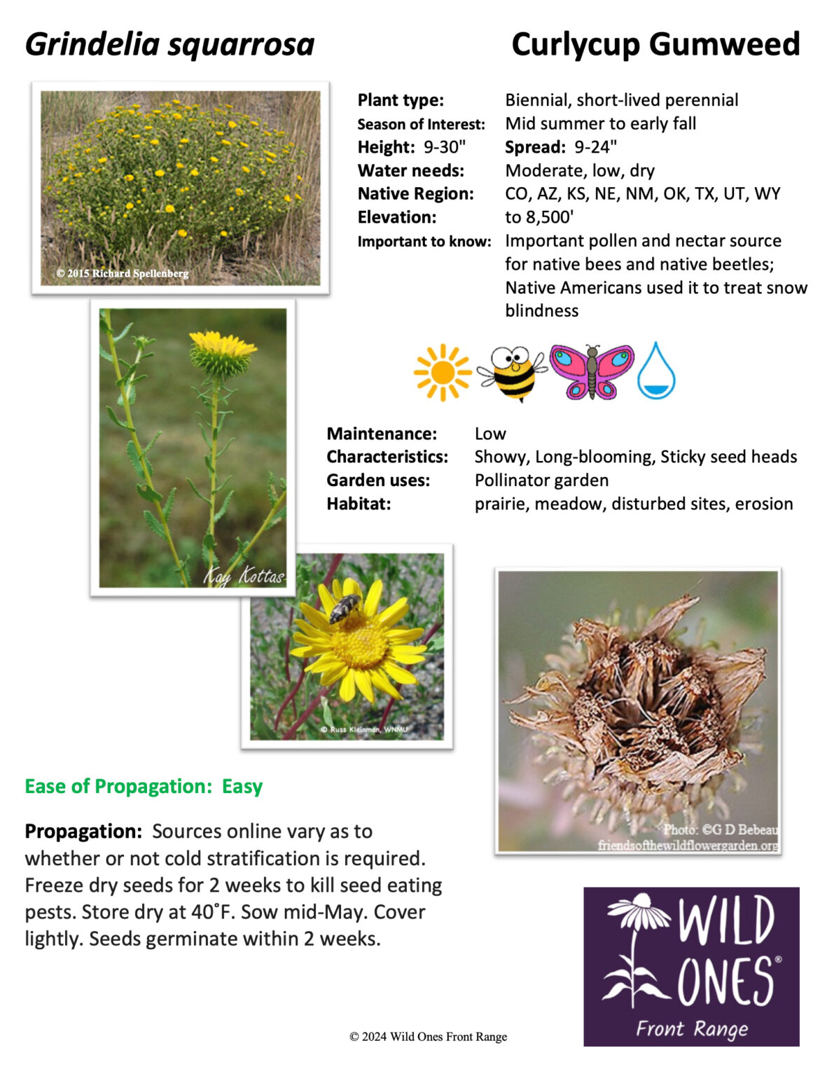 Grindelia squarrosa (Curlycup Gumweed) – Forb – Native Plant Species ...
