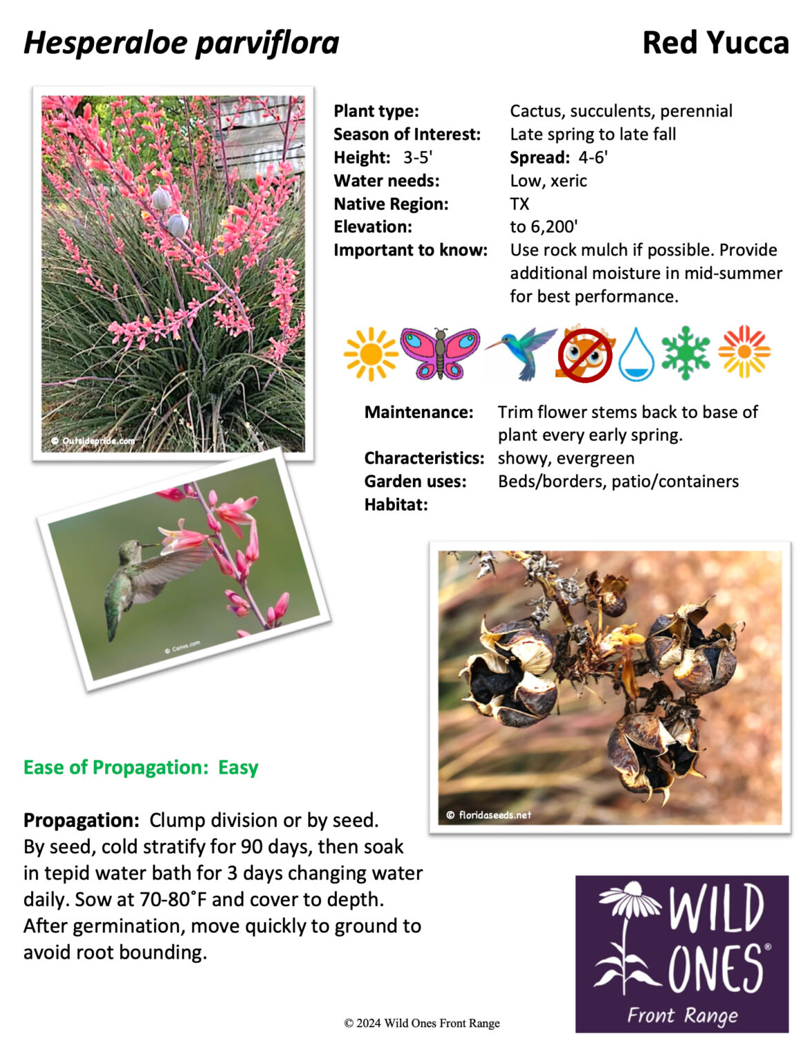 Hesperaloe parviflora (Red Yucca) - Succulent - Native Plant Species ...