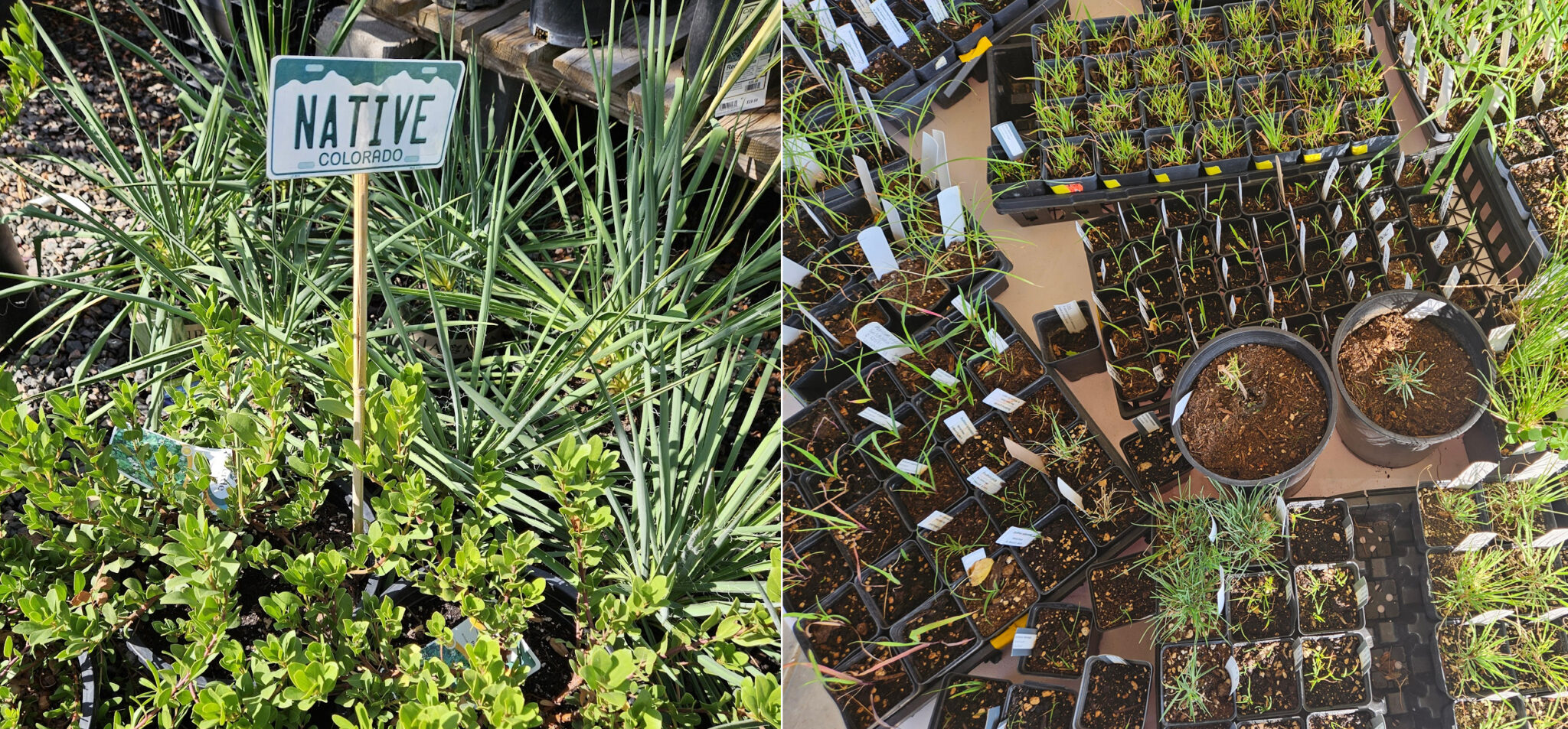 Native Plants Toolkit - Wild Ones Front Range Chapter