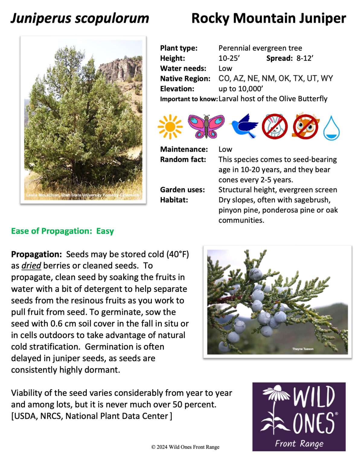 Juniperus scopulorum (Rocky Mountain Juniper) - Tree - Native Plant ...