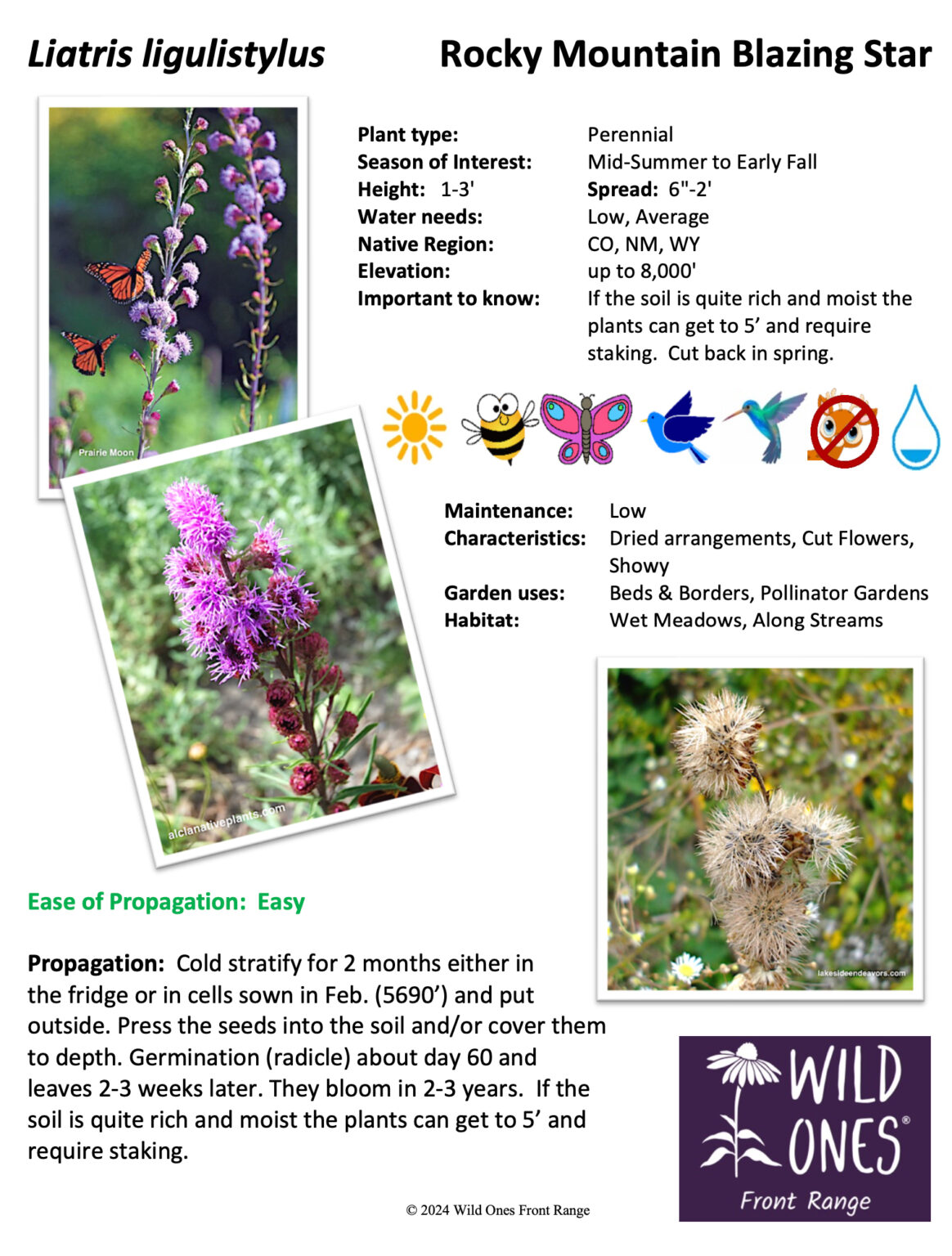 Liatris ligulistylus (Rocky Mountain Blazing Star) – Forb – Native ...