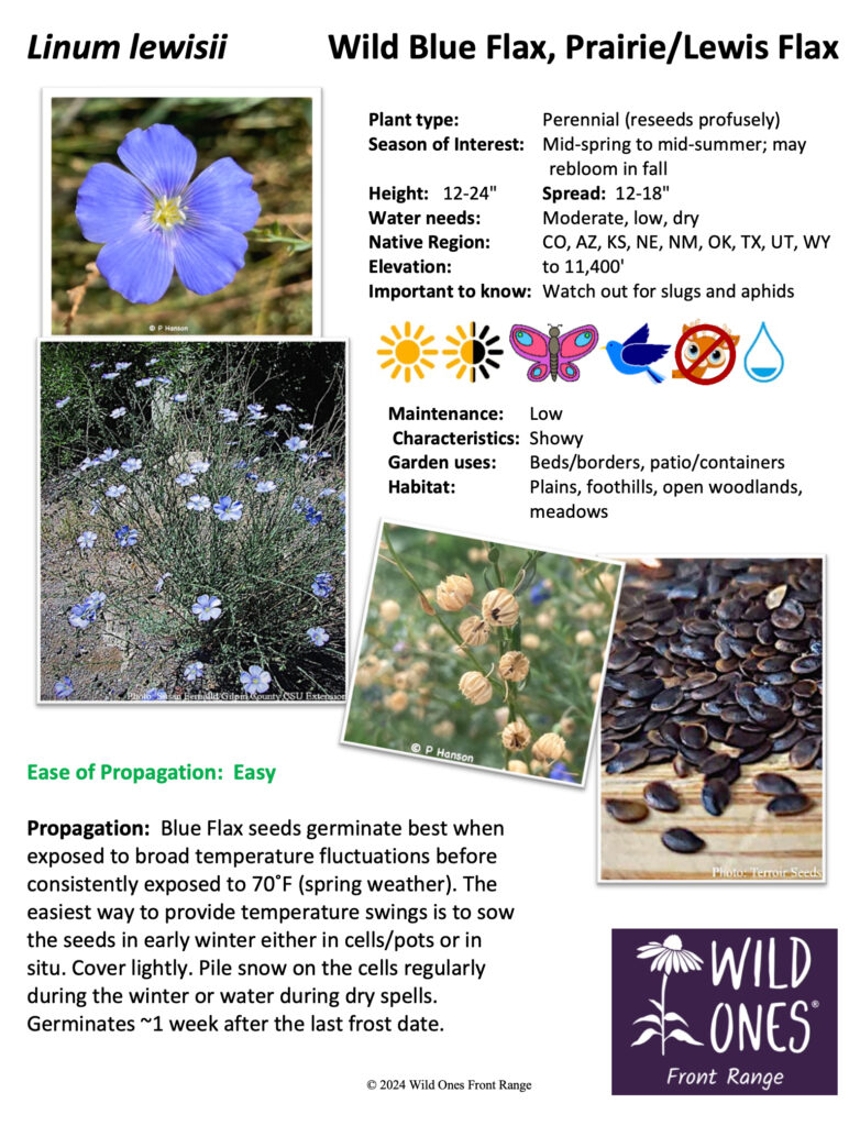 Linum lewisii (Wild Blue Flax, Prairie/Lewis Flax) – Forb – Native ...