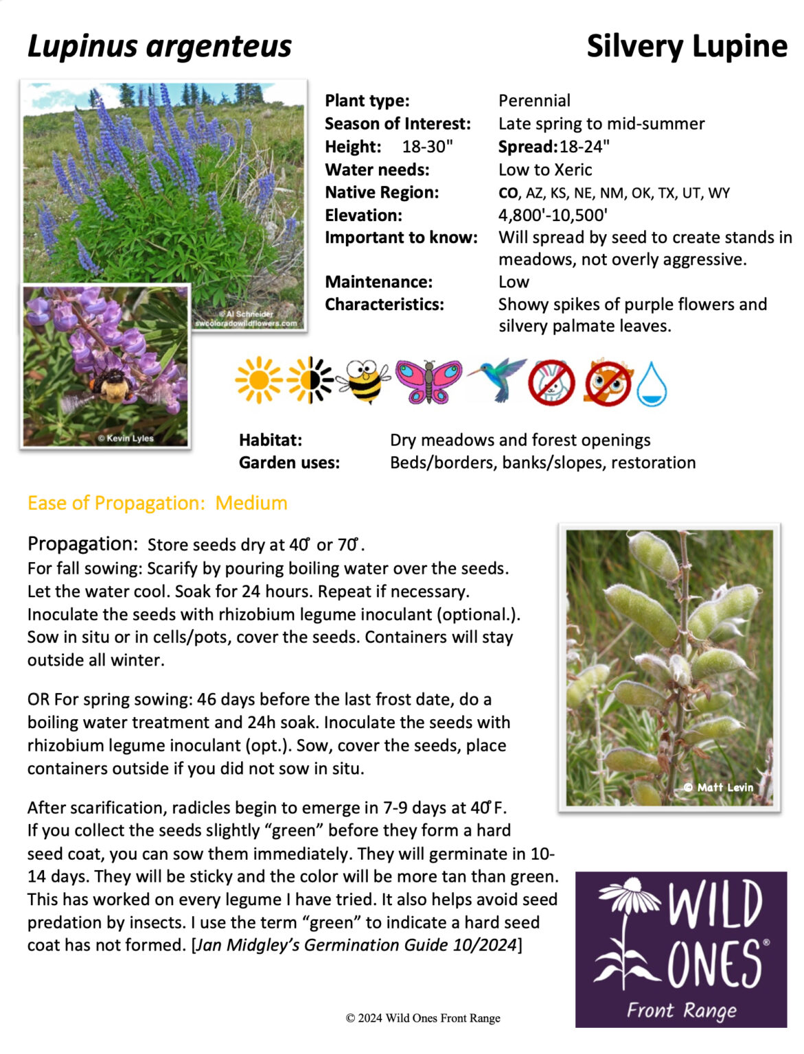 Lupinus argenteus (Silvery Lupine) – Forb – Native Plant Species Sheet ...