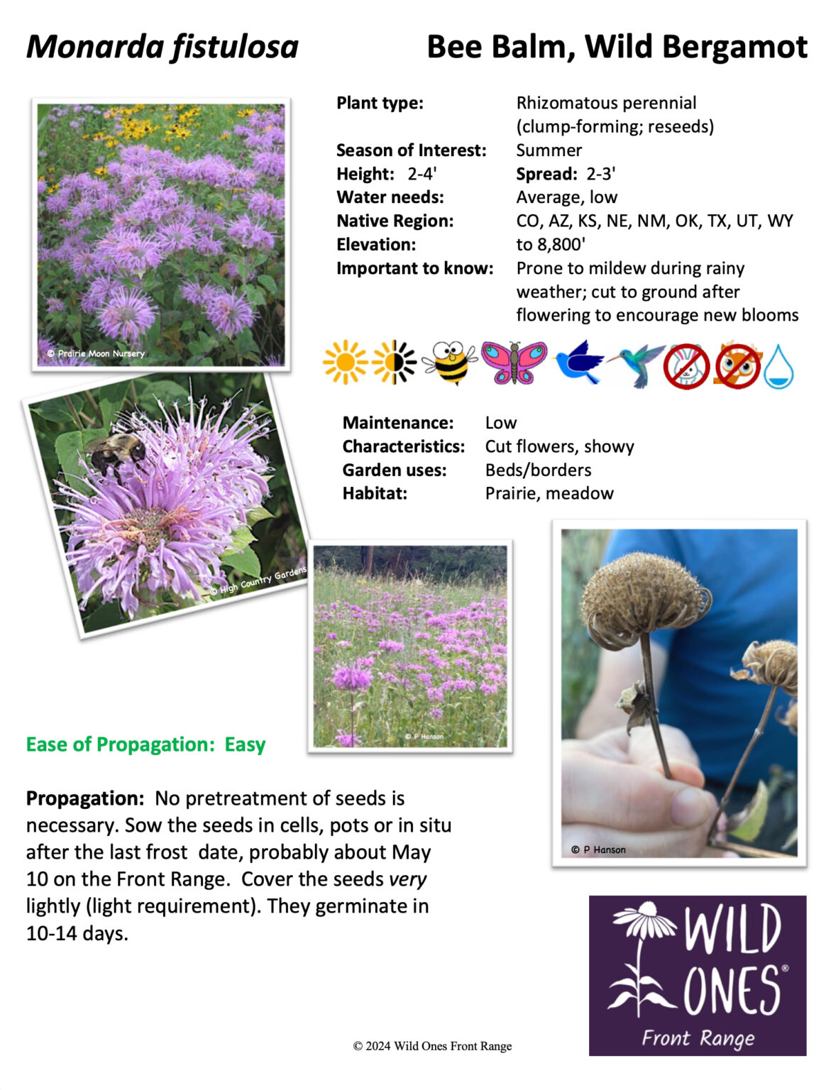 Monarda fistulosa (Bee Balm, Wild Bergamot) – Forb – Native Plant ...