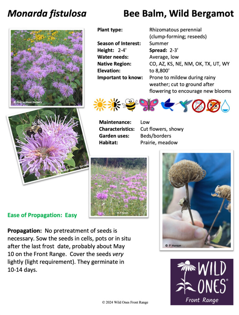 Monarda fistulosa (Bee Balm, Wild Bergamot) – Forb – Native Plant ...