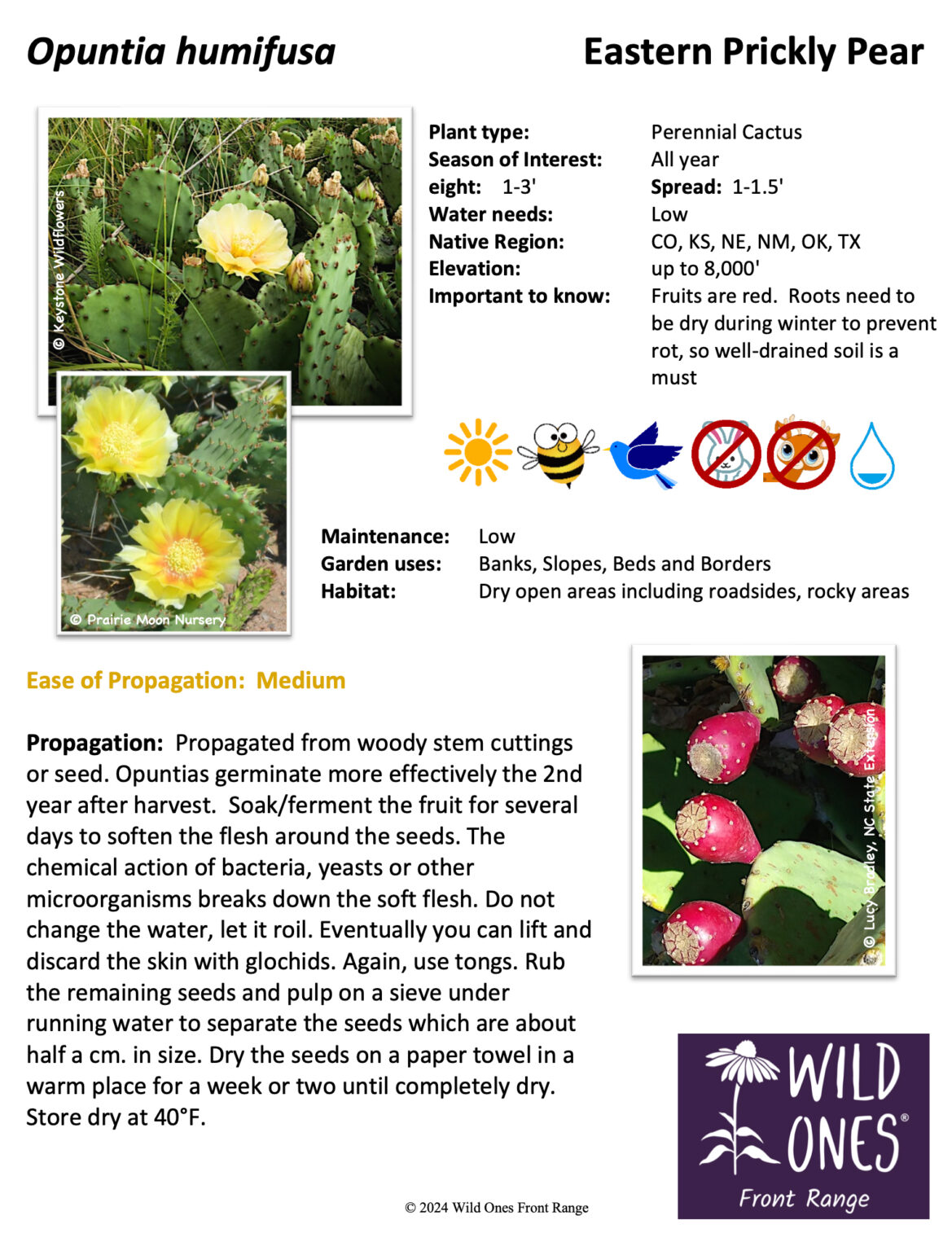 Opuntia humifusa (Eastern Prickly Pear Cactus) – Native Plant Species ...