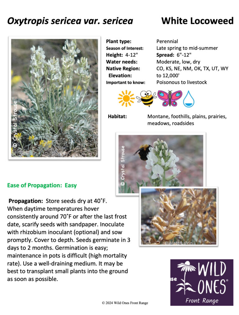 Oxytropis sericea var. sericea (White Locoweed) –Forb– Native Plant ...