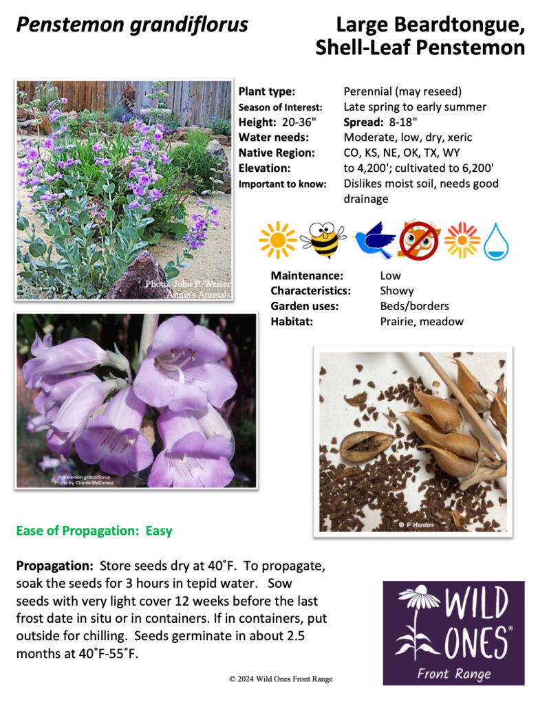 Penstemon grandiflorus (Large Beardtongue, Shell-Leaf Penstemon) – Forb ...