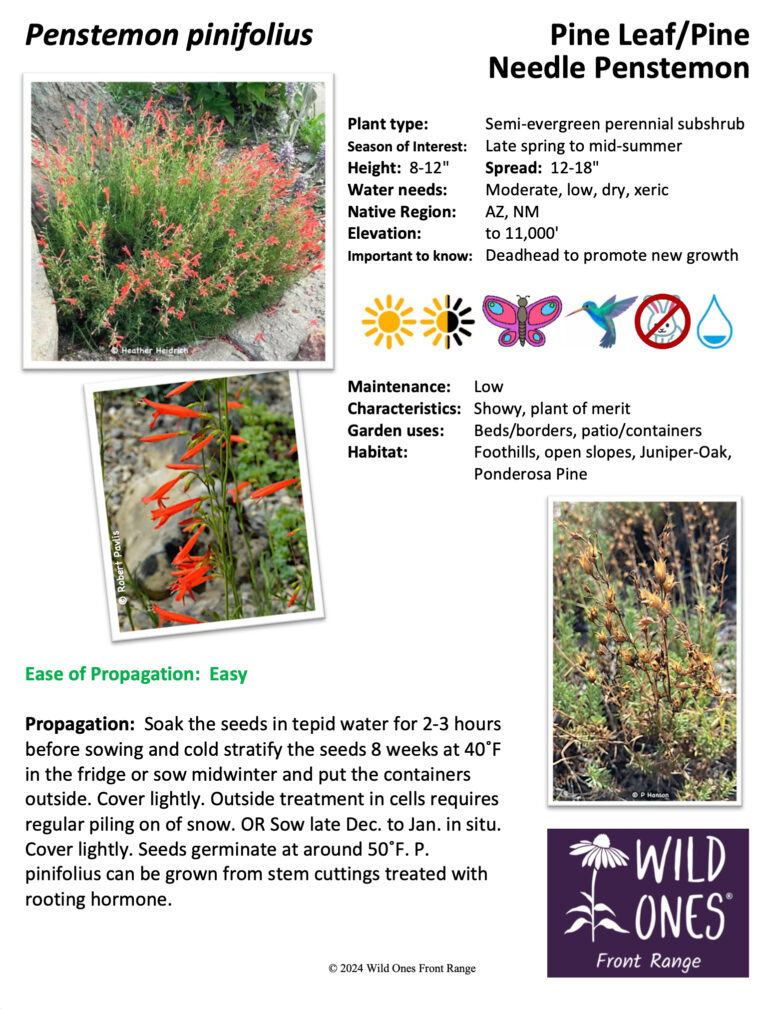 Penstemon pinifolius (Pine Leaf/Pine Needle Penstemon) – Forb – Native ...
