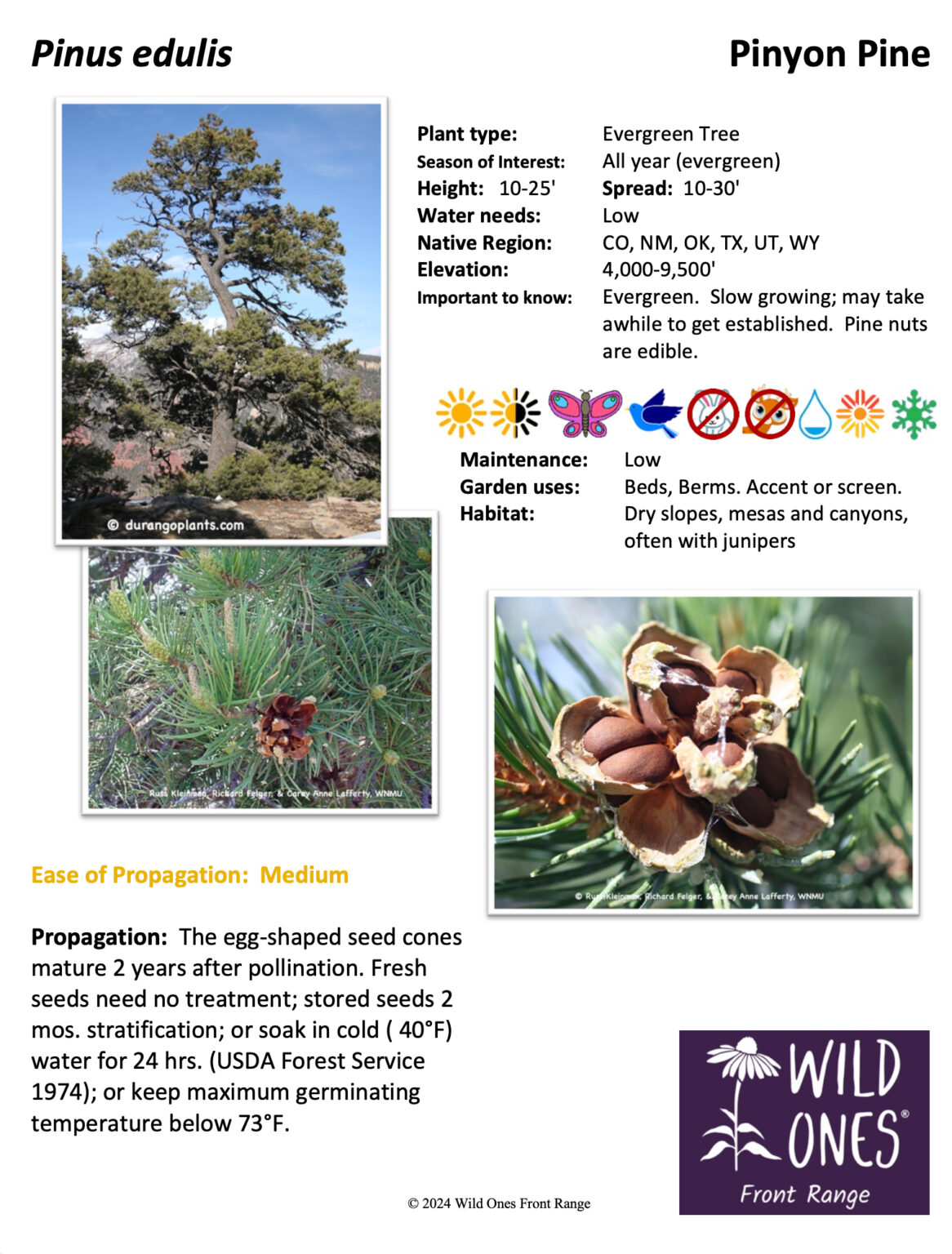 Pinus edulis (Pinyon Pine) – Tree– Native Plant Species Sheet - Wild Ones Front Range Chapter
