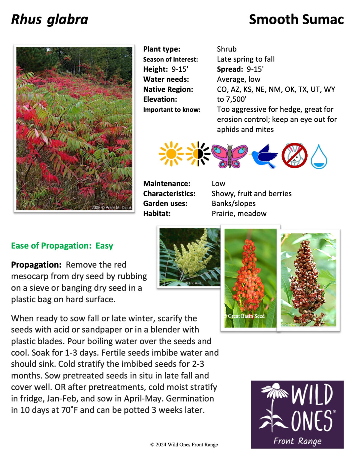 Rhus glabra (Smooth Sumac) – Shrub – Native Plant Species Sheet - Wild ...