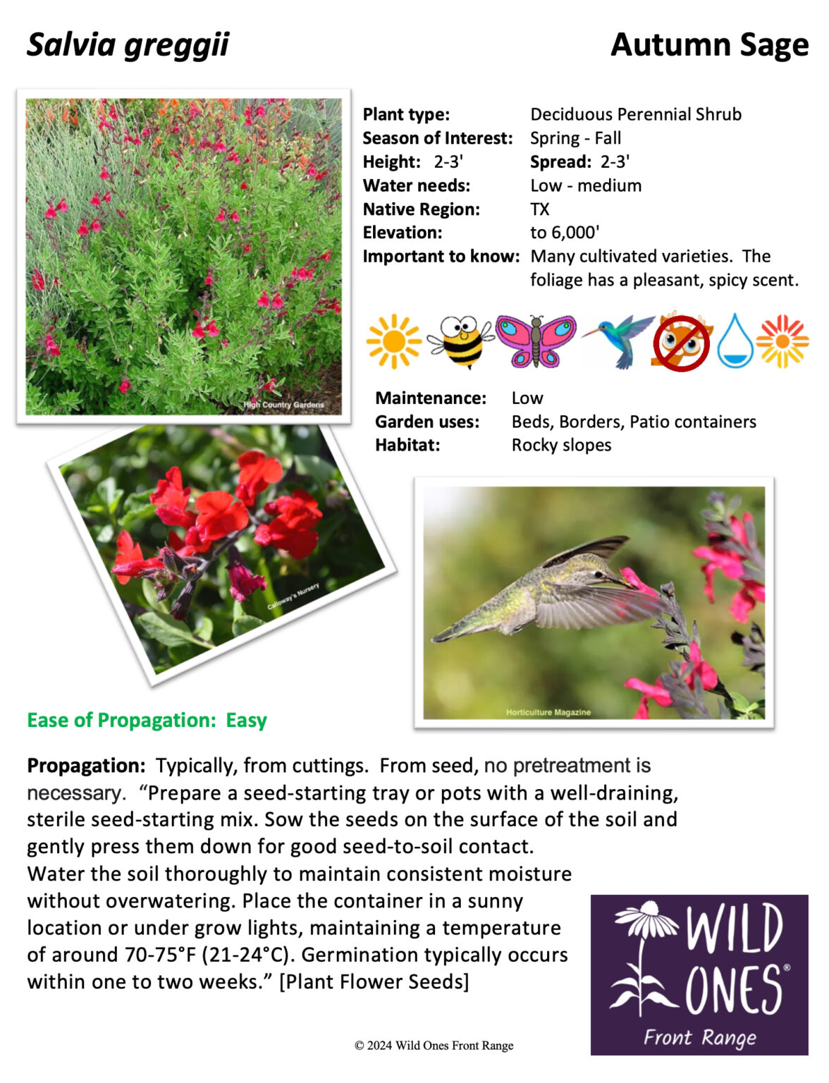 Salvia greggii (Autumn Sage) – Forb– Native Plant Species Sheet - Wild ...