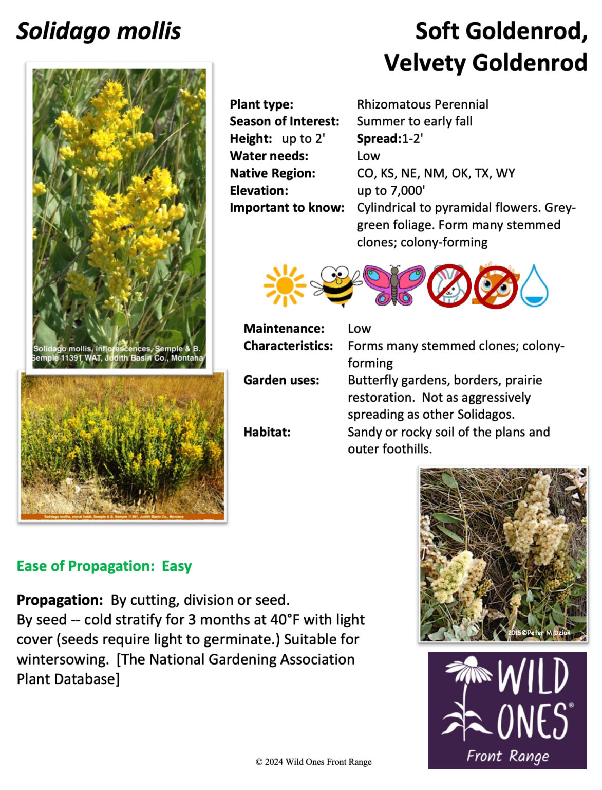 Solidago mollis (Soft Goldenrod, Velvety Goldenrod) – Forb – Native ...