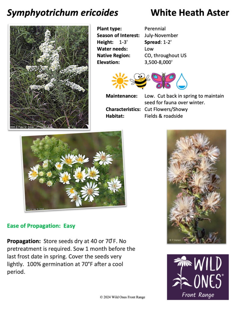 Symphyotrichum ericoides (White Heath Aster) – Forb – Native Plant ...