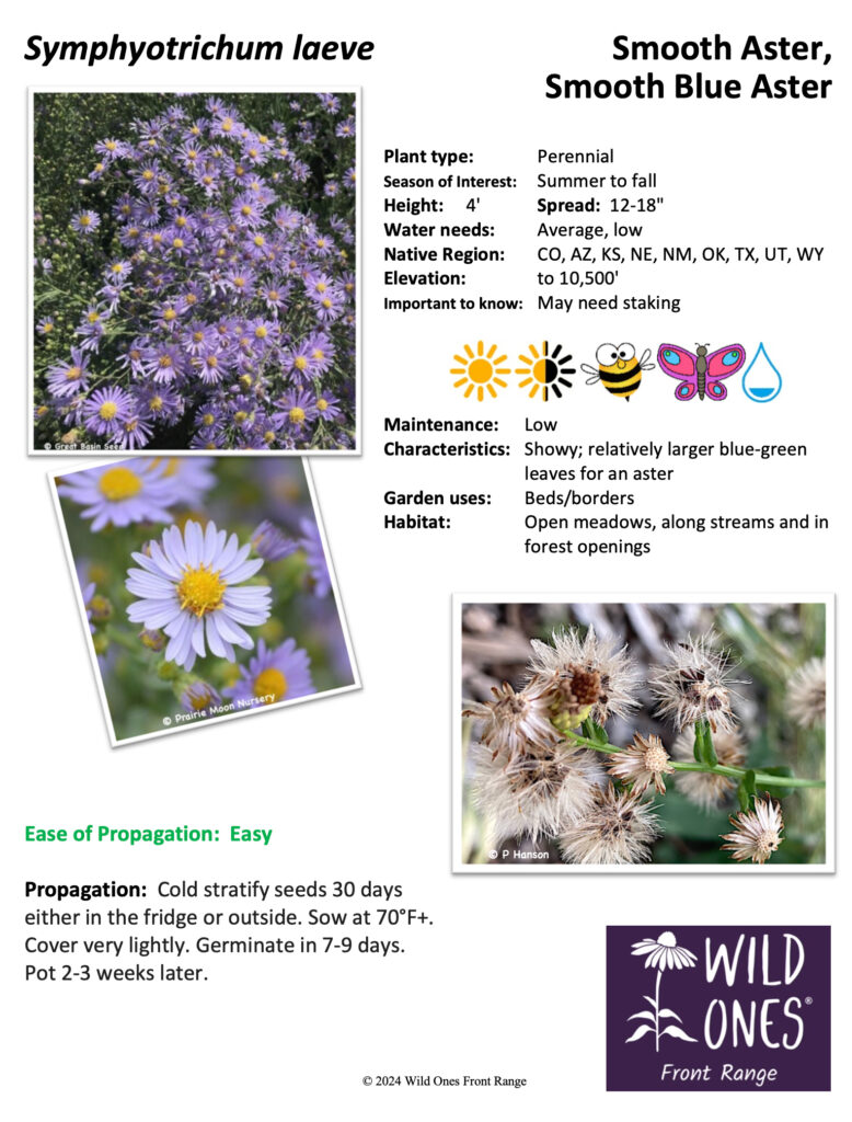 Symphyotrichum laeve (Smooth Aster, Smooth Blue Aster) – Forb – Native ...