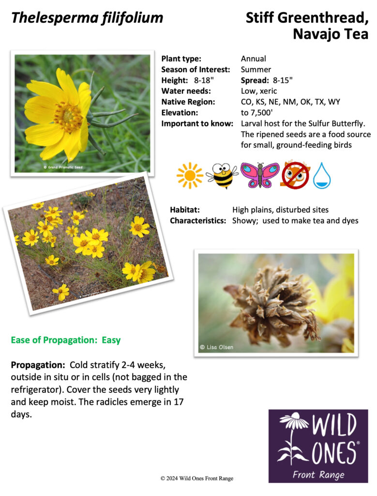 Thelesperma filifolium Stiff (Greenthread, Navajo Tea) - Forb – Native ...