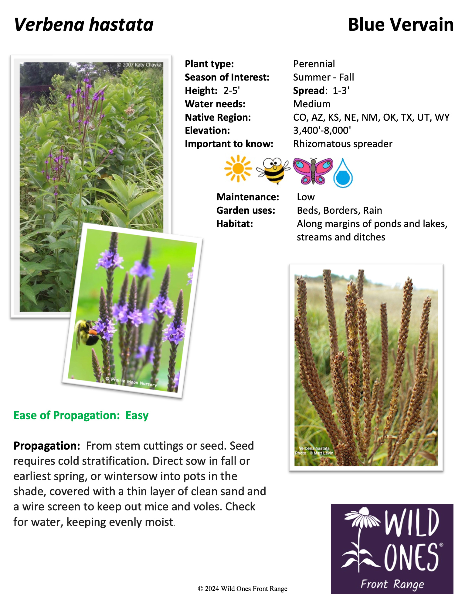 Verbena hastata (Blue Vervain) – Forb – Native Plant Species Sheet ...